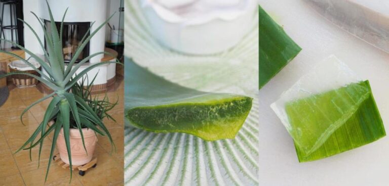 Aloe Vera: Das Geheimnis strahlender Haut & Haare | Mira Baby Spa